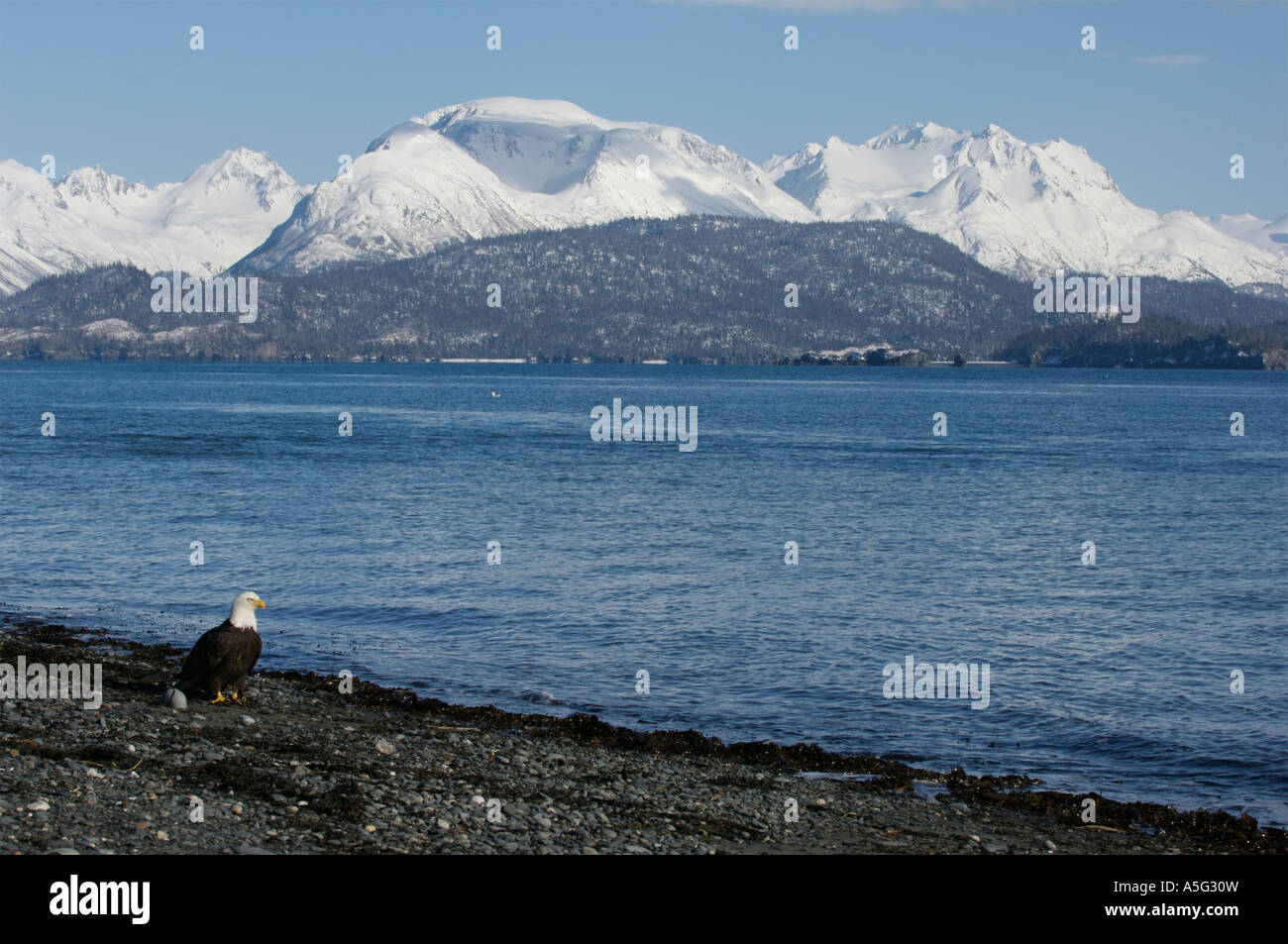 Bald Eagle, Alaska´s Coast Stock Photo - Alamy