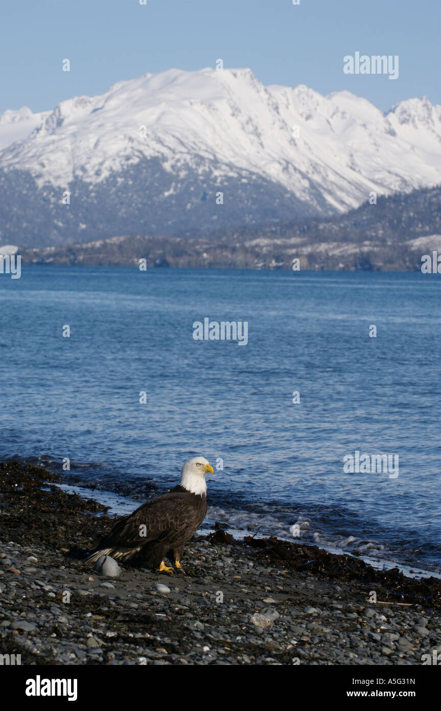 Bald Eagle, Alaska´s Coast Stock Photo - Alamy