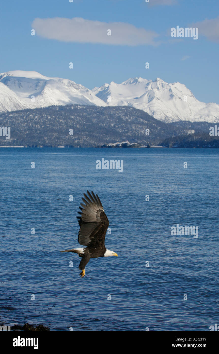 Bald Eagle, Alaska´s Coast Stock Photo - Alamy