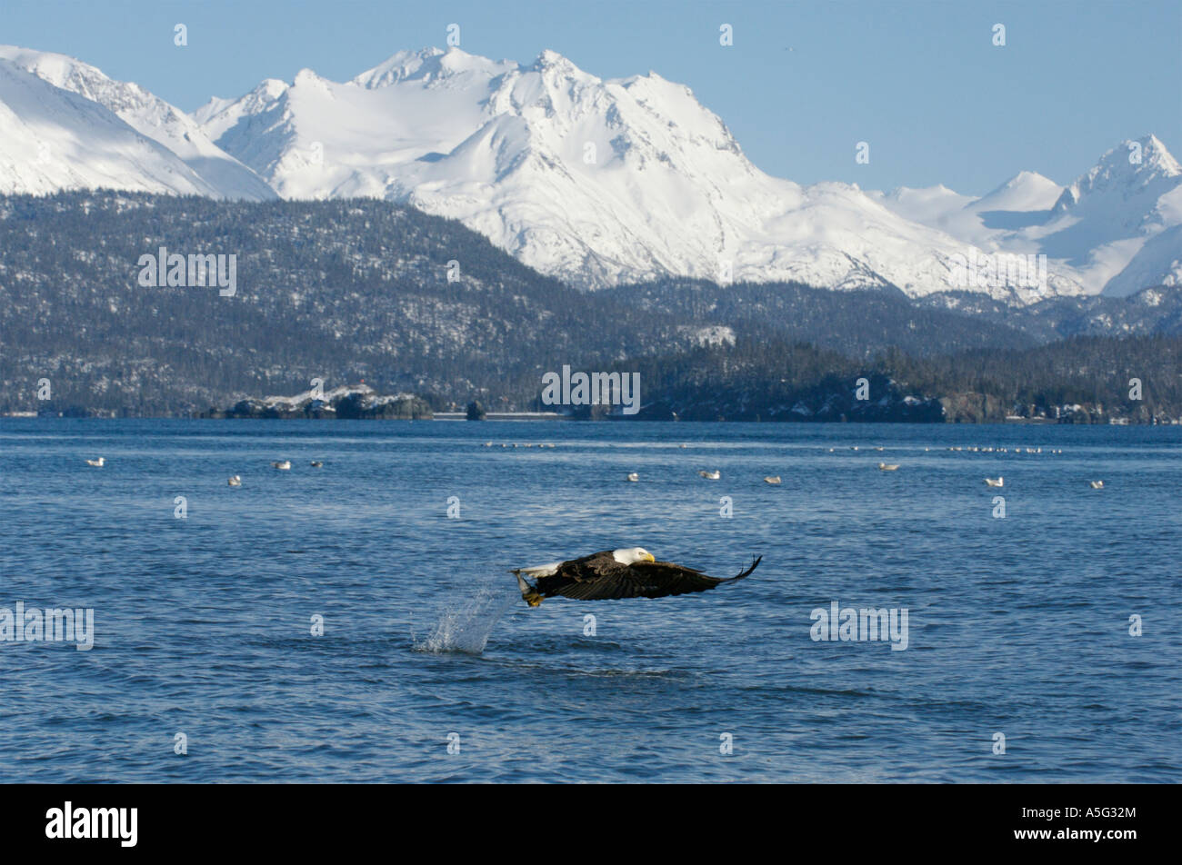 Bald Eagle, Alaska´s Coast Stock Photo - Alamy