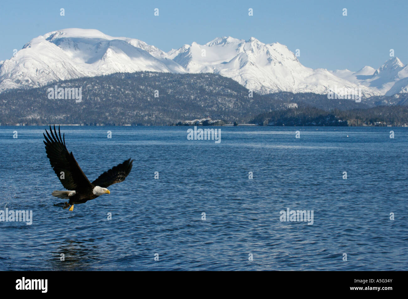 Bald Eagle, Alaska´s Coast Stock Photo - Alamy