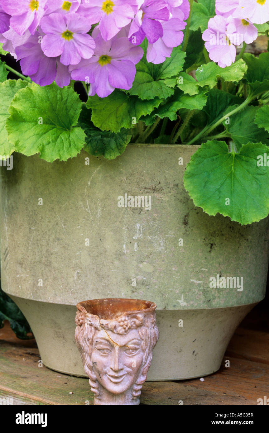 Primula and Pots Stock Photo - Alamy