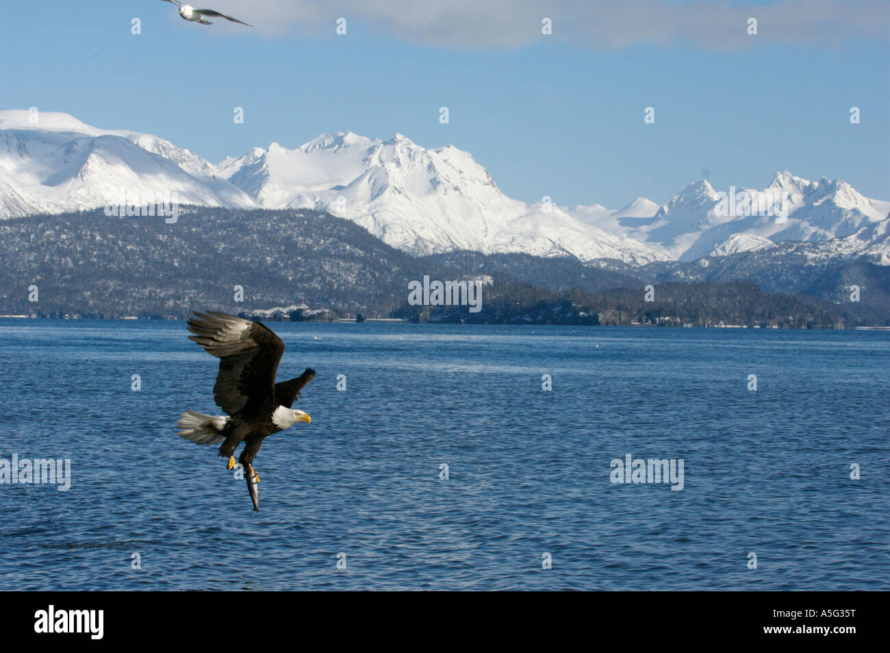 Bald Eagle, Alaska´s Coast Stock Photo - Alamy