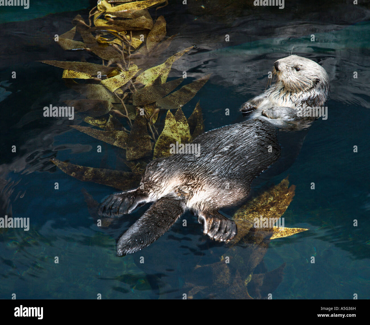 Otter swimming on back on water s surface in aquarium in Lisbon Spain ...