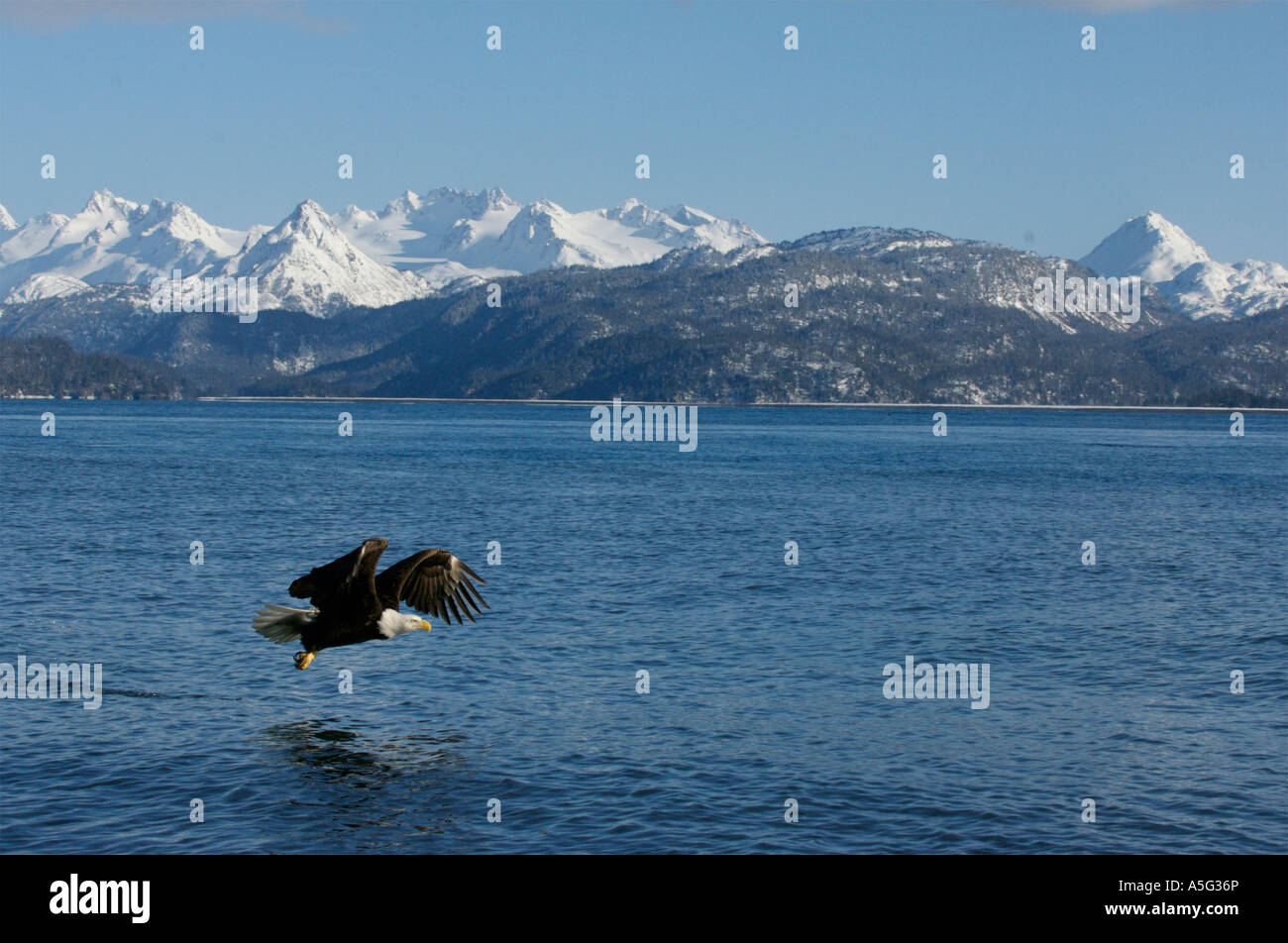 Bald Eagle, Alaska´s Coast Stock Photo - Alamy