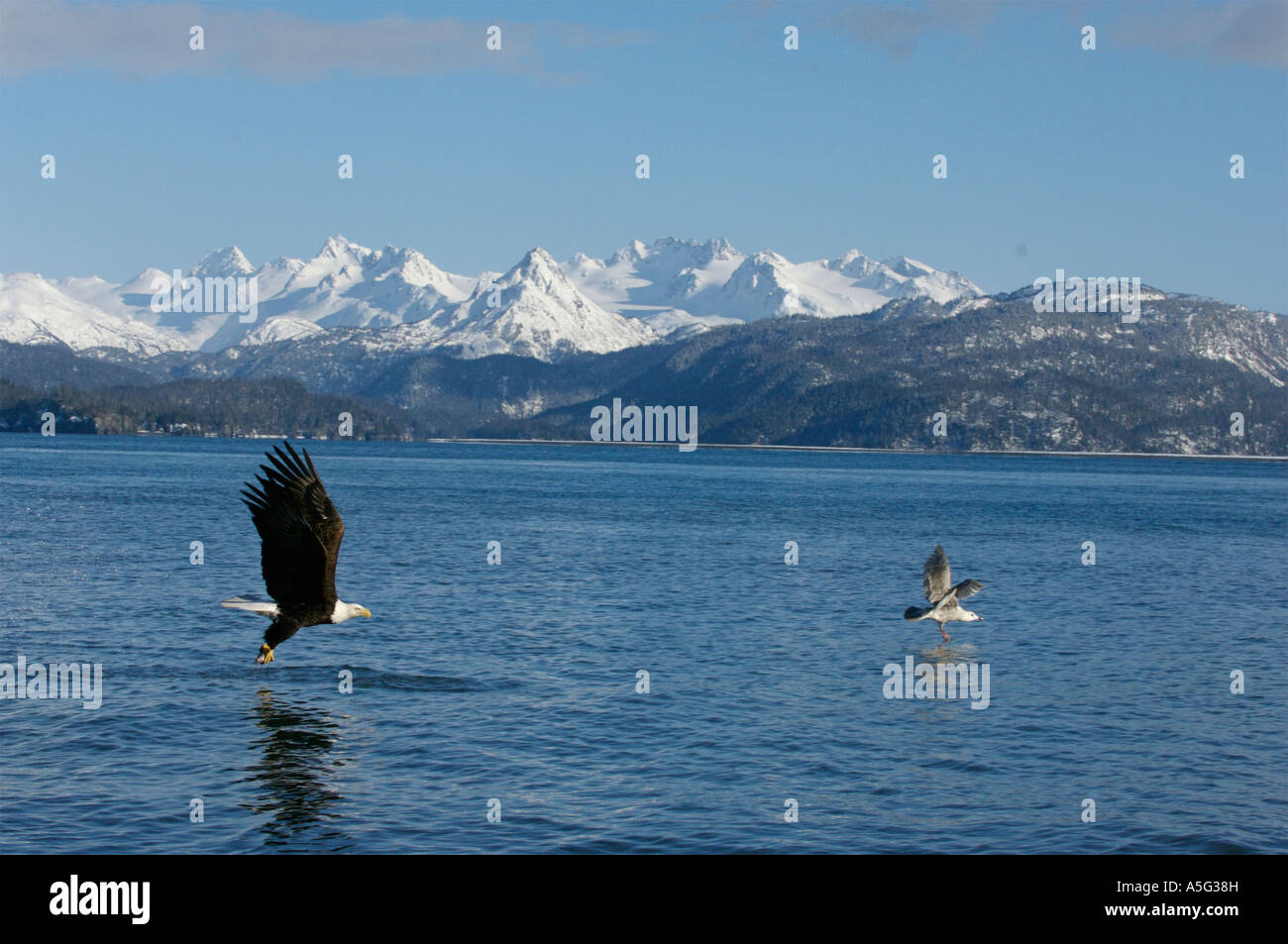 Bald Eagle, Alaska´s Coast Stock Photo - Alamy
