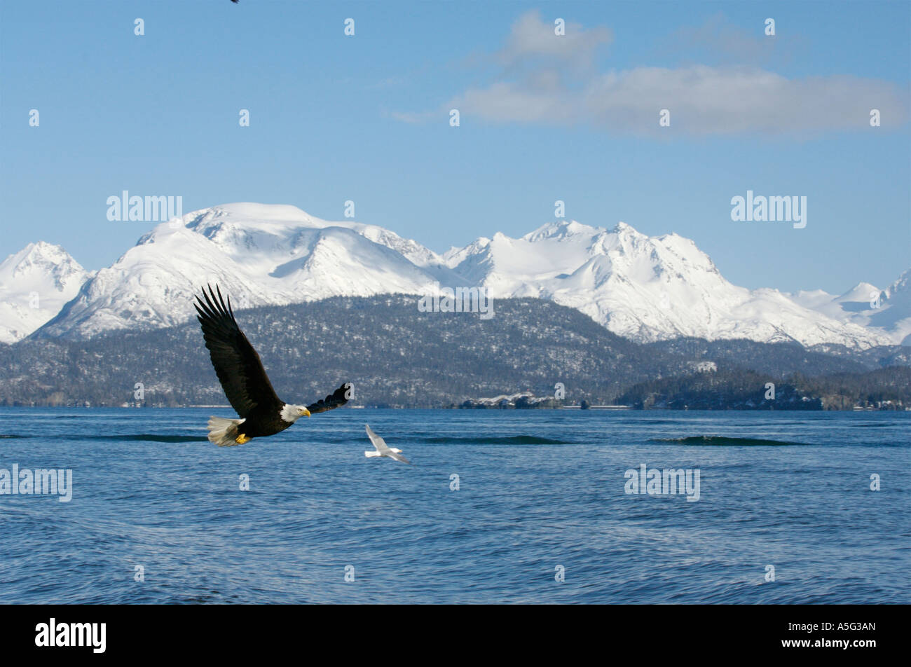 Bald Eagle, Alaska´s Coast Stock Photo - Alamy