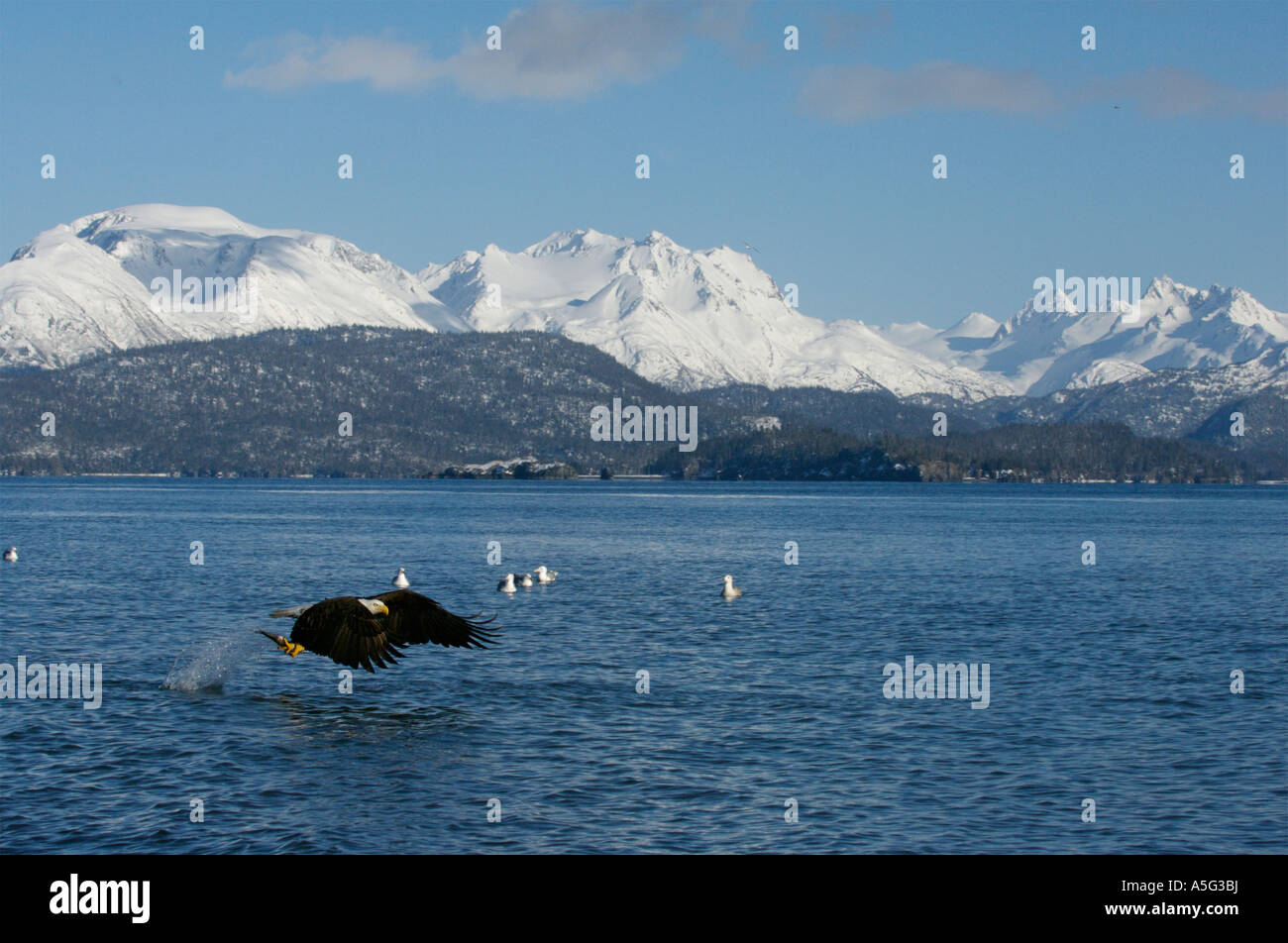 Bald Eagle, Alaska´s Coast Stock Photo - Alamy