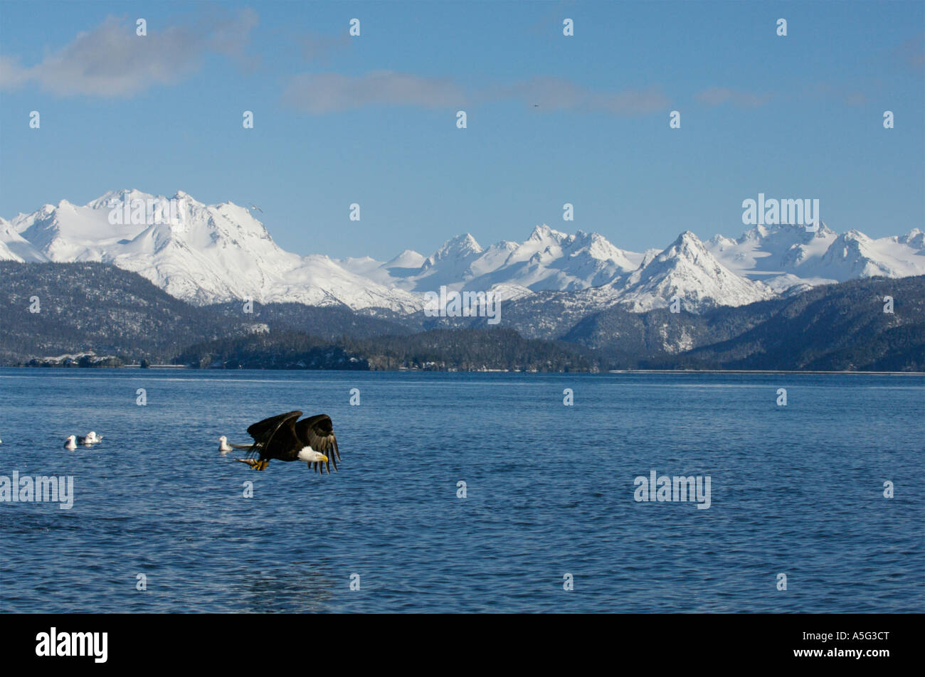 Bald Eagle, Alaska´s Coast Stock Photo - Alamy