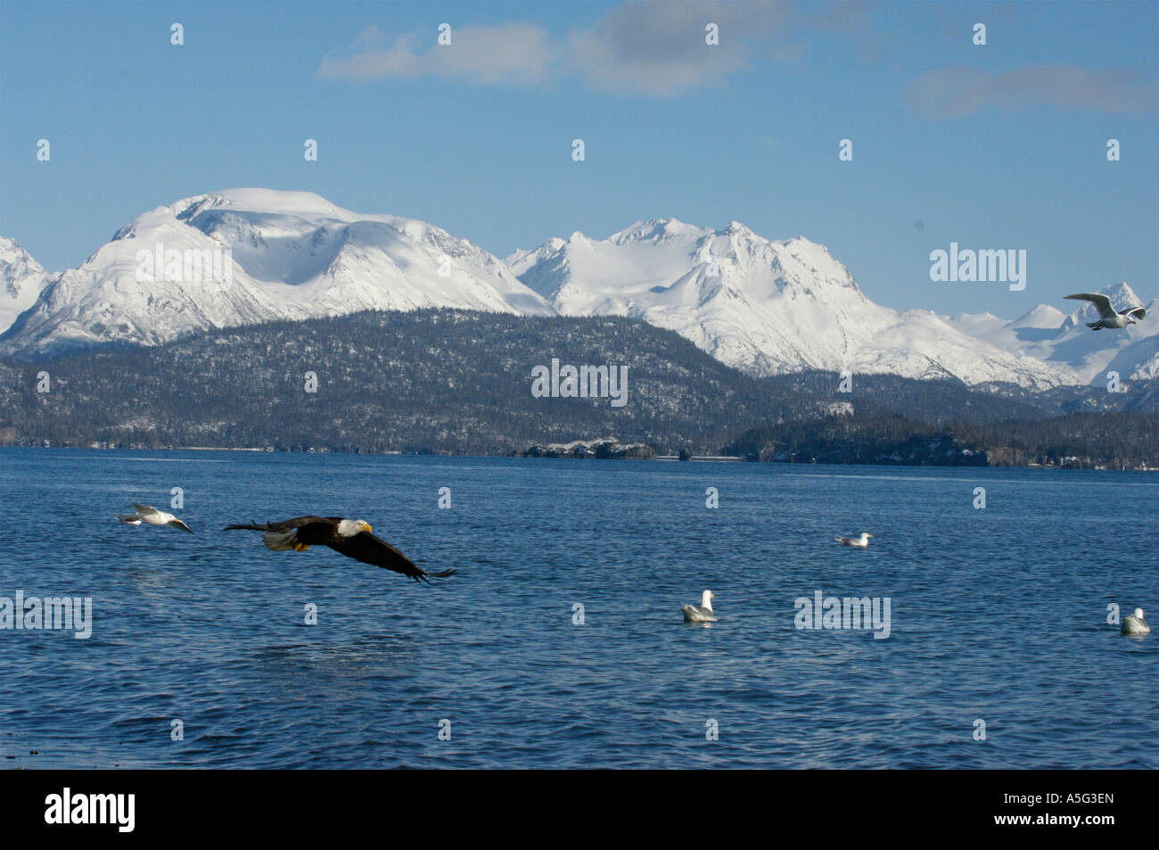 Bald Eagle, Alaska´s Coast Stock Photo - Alamy