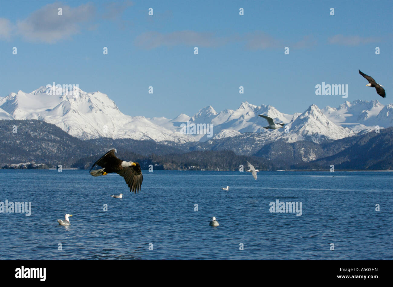 Bald Eagle, Alaska´s Coast Stock Photo - Alamy