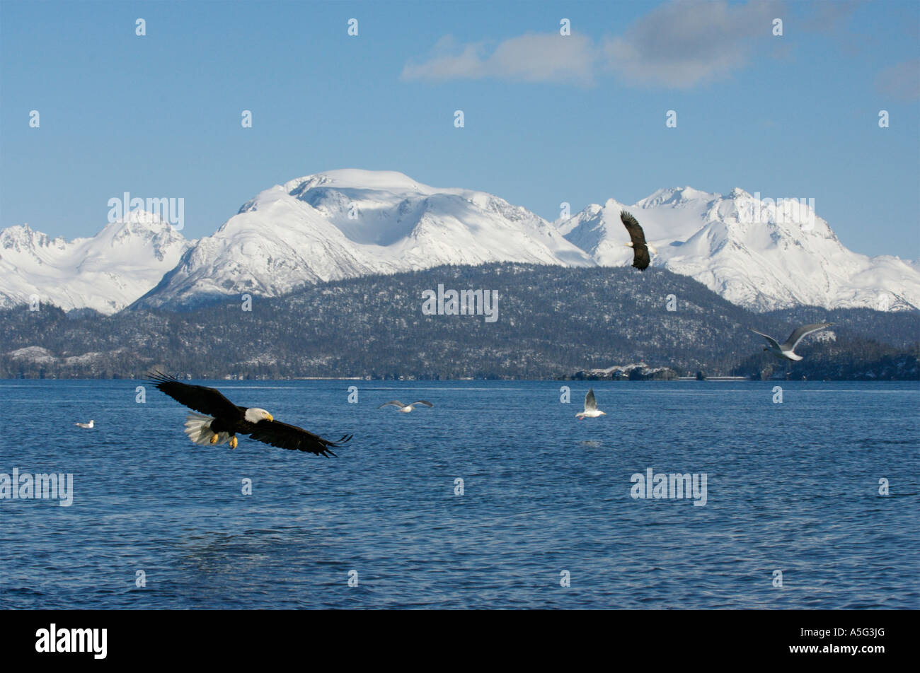 Bald Eagle, Alaska´s Coast Stock Photo - Alamy