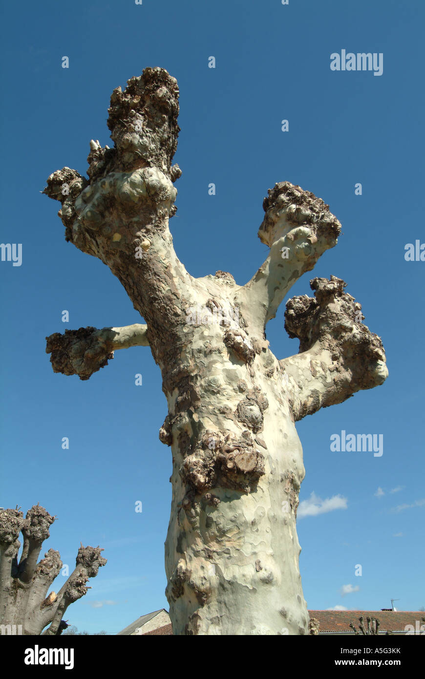 Stumpy Tree High Resolution Stock Photography and Images - Alamy