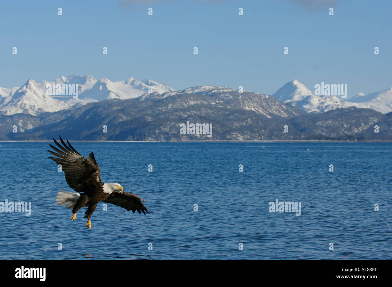 Bald Eagle, Alaska´s Coast Stock Photo - Alamy