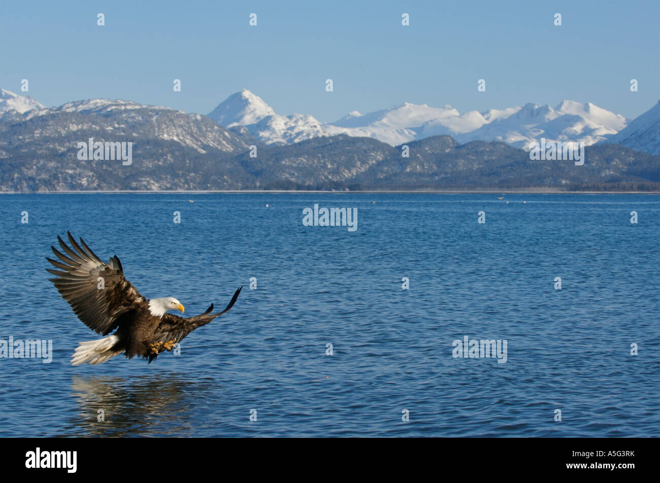 Bald Eagle, Alaska´s Coast Stock Photo - Alamy