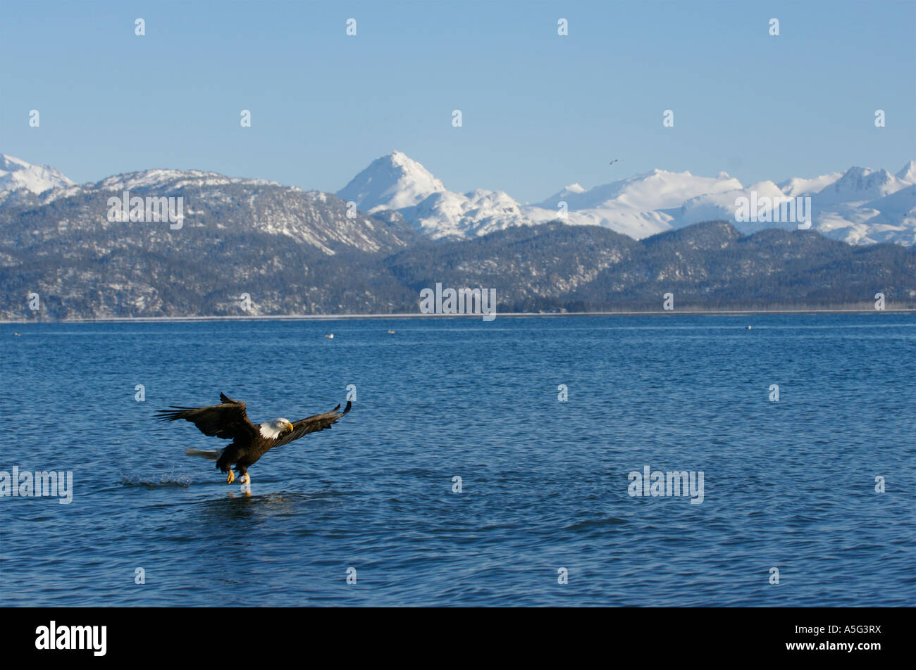 Bald Eagle, Alaska´s Coast Stock Photo - Alamy