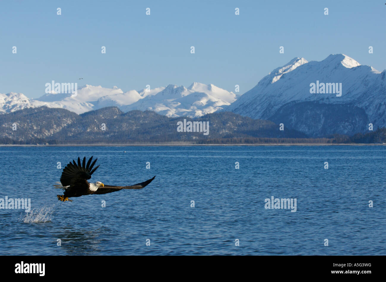 Bald Eagle, Alaska´s Coast Stock Photo - Alamy