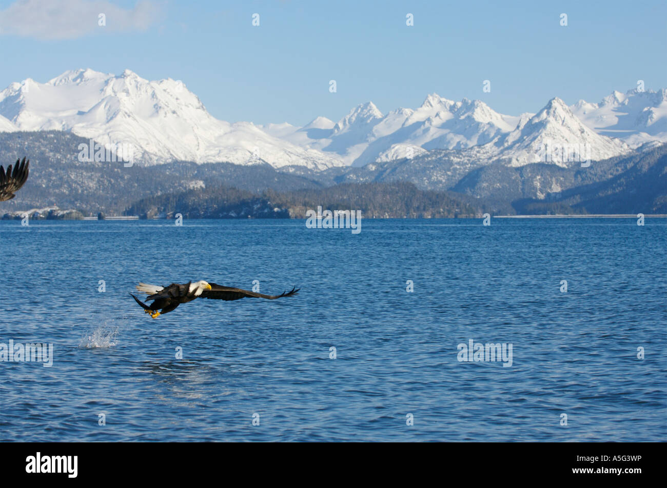Bald Eagle, Alaska´s Coast Stock Photo - Alamy
