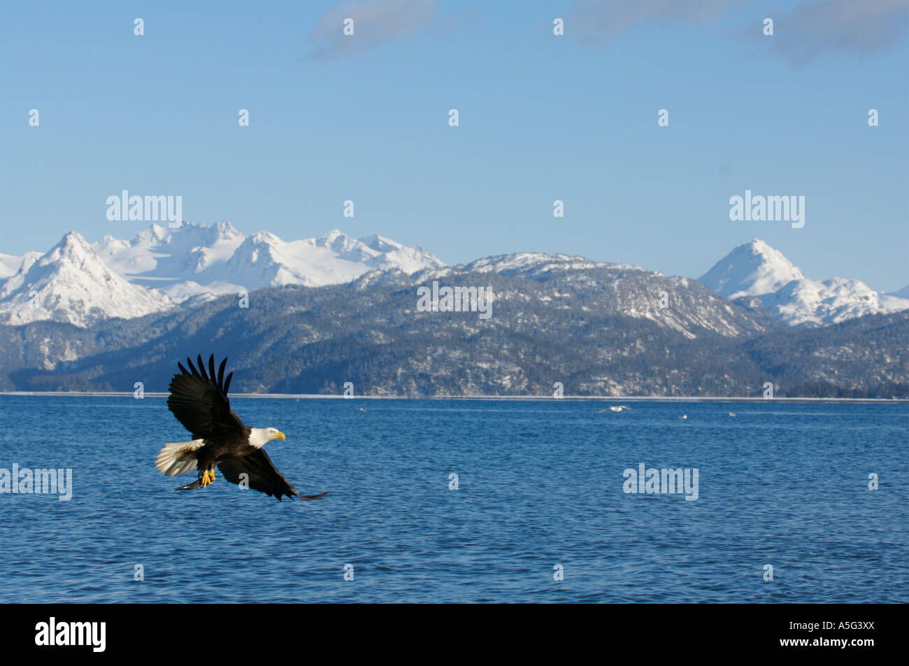 Bald Eagle, Alaska´s Coast Stock Photo - Alamy