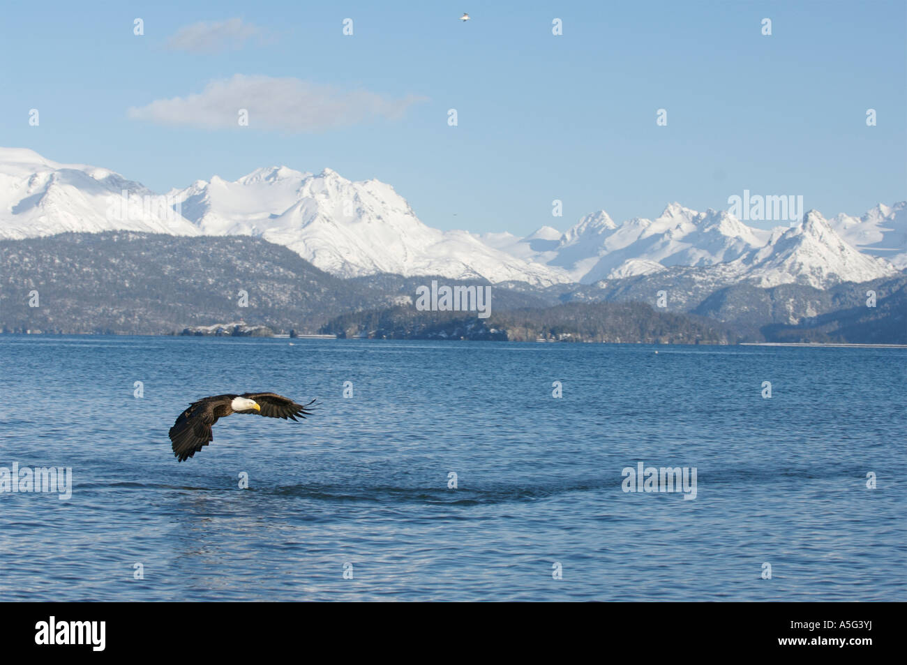 Bald Eagle, Alaska´s Coast Stock Photo - Alamy