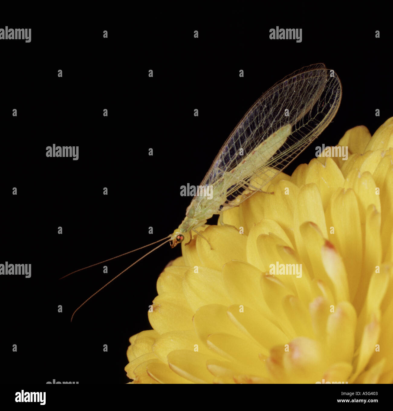 Common green lacewing Chrysoperla carnea adult on a marigold flower ...