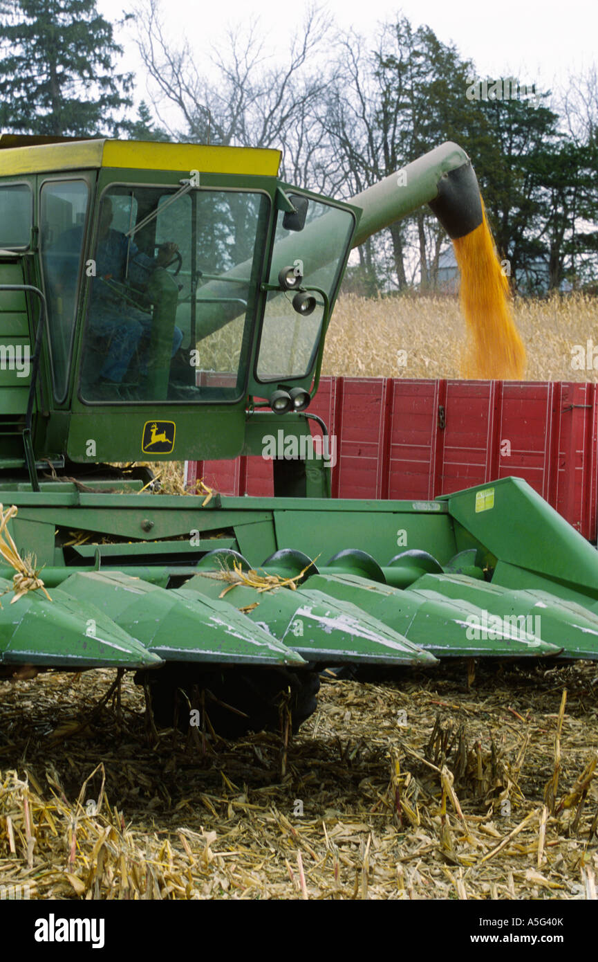 Transferring corn during fall harvest in southern Minnesota Stock Photo ...