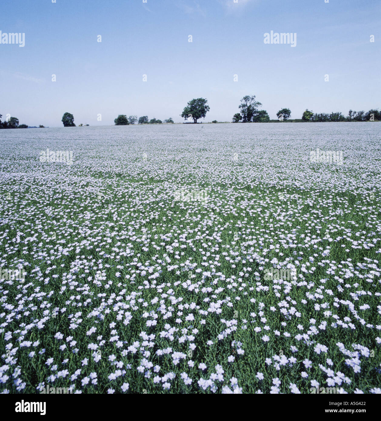 Flowering linseed crop linum usitatissimum hi-res stock photography and ...