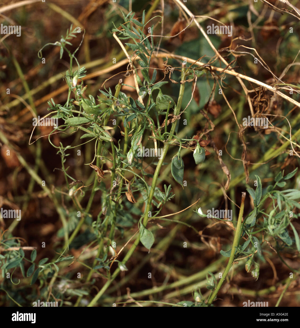 Lens culinaris lentil pod hi-res stock photography and images - Alamy