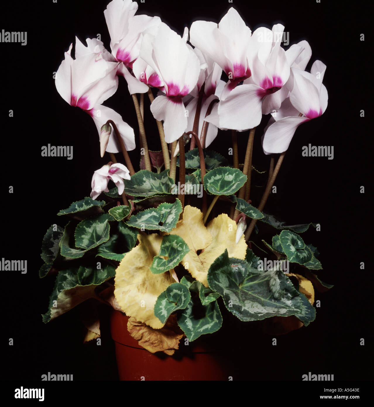 Grey mould Botrytis cinerea senescing leaves on Cyclamen persicum Stock ...