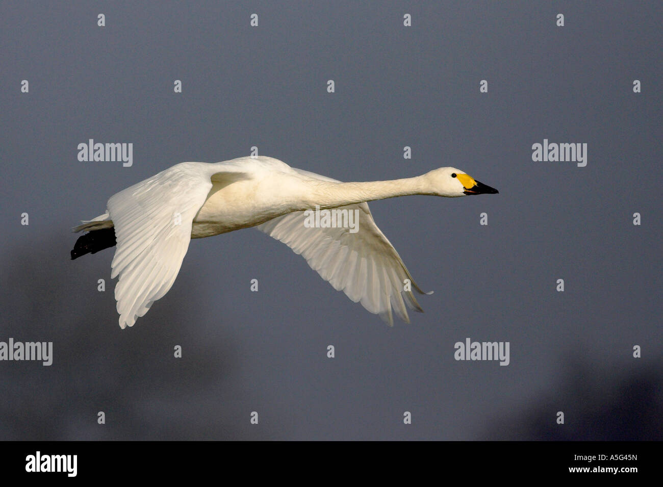 BERWICK'S SWAN Cygnus columbianus Stock Photo - Alamy