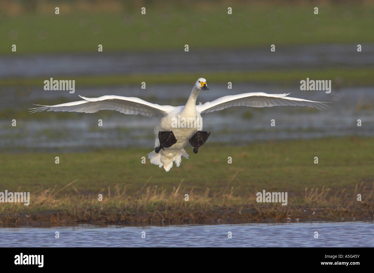 BERWICK'S SWAN Cygnus columbianus Stock Photo - Alamy