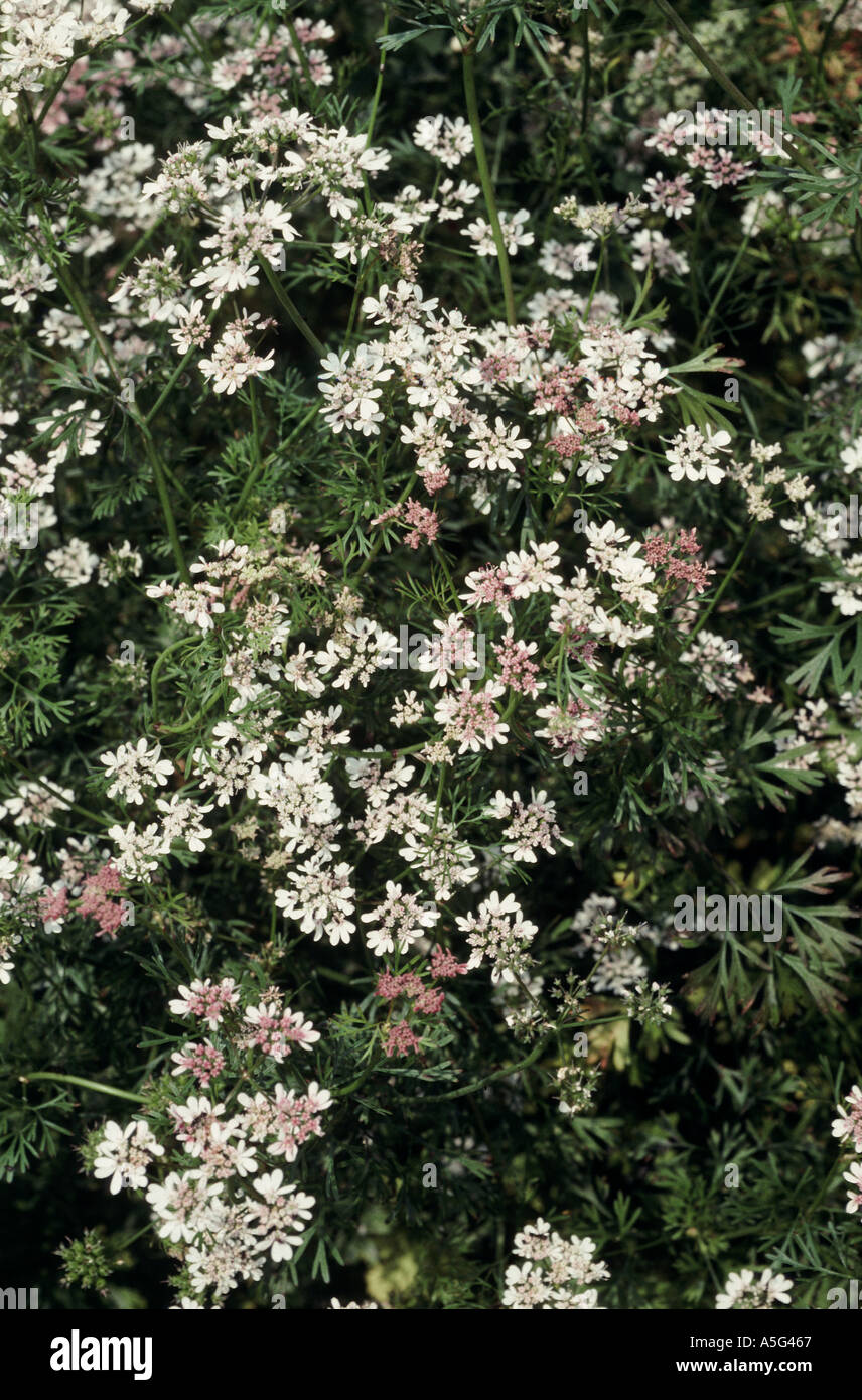 Coriander coriandrum sativum flowering hi-res stock photography and ...