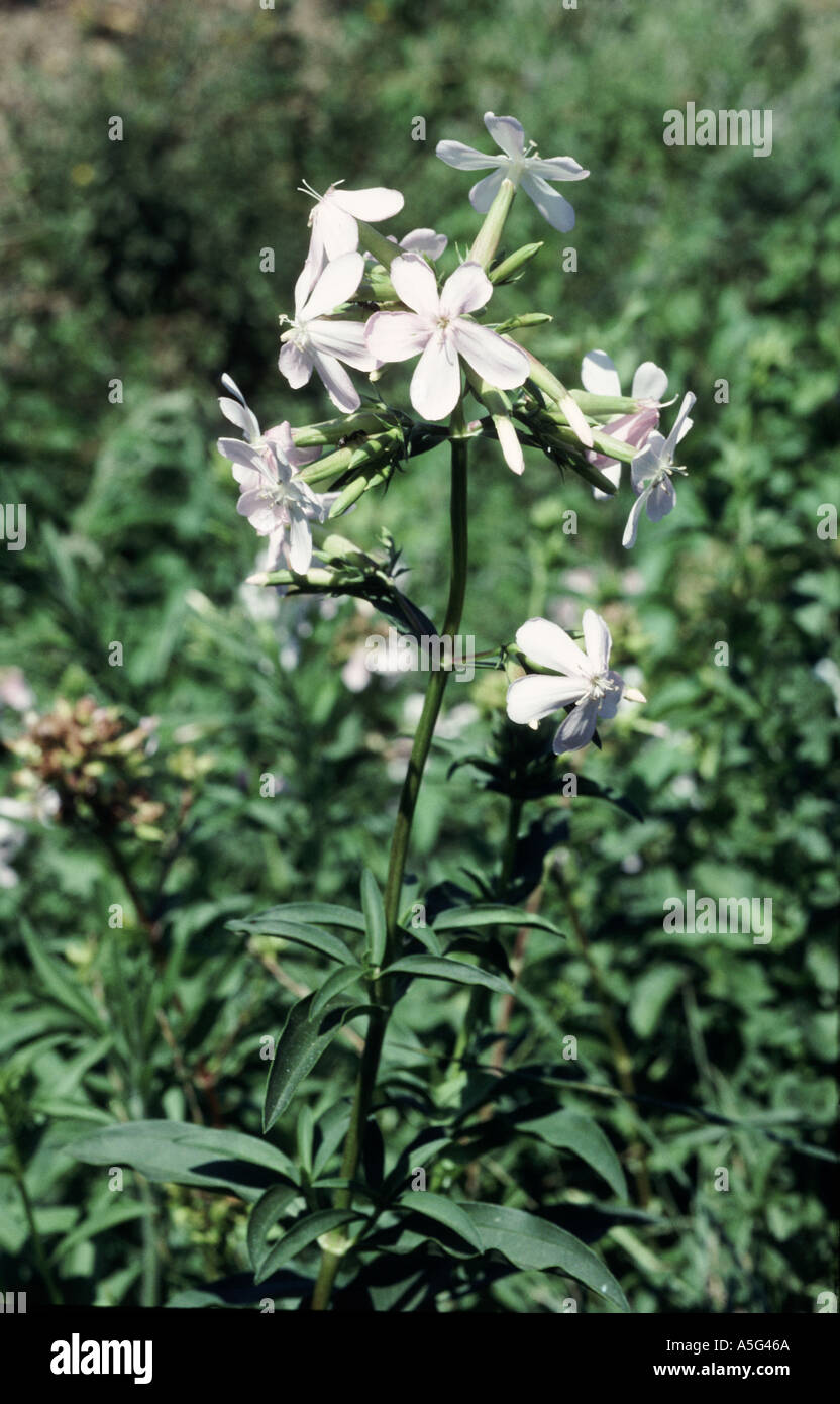 Soapwort saponaria officinalis flower hi-res stock photography and ...