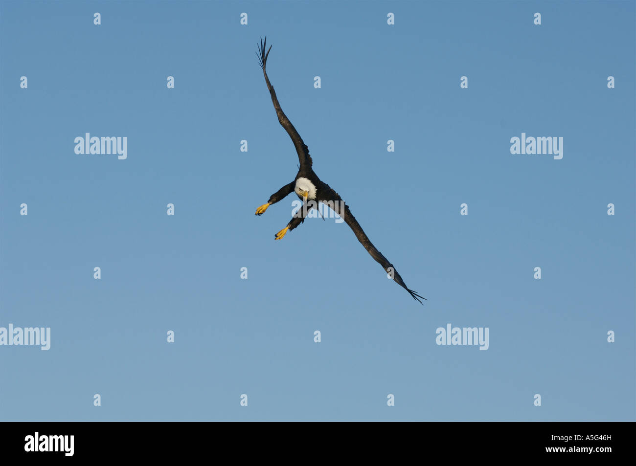 Bald Eagle, Alaska´s Coast Stock Photo - Alamy