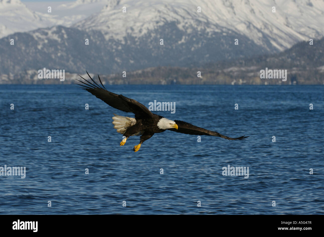 Bald Eagle, Alaska´s Coast Stock Photo - Alamy