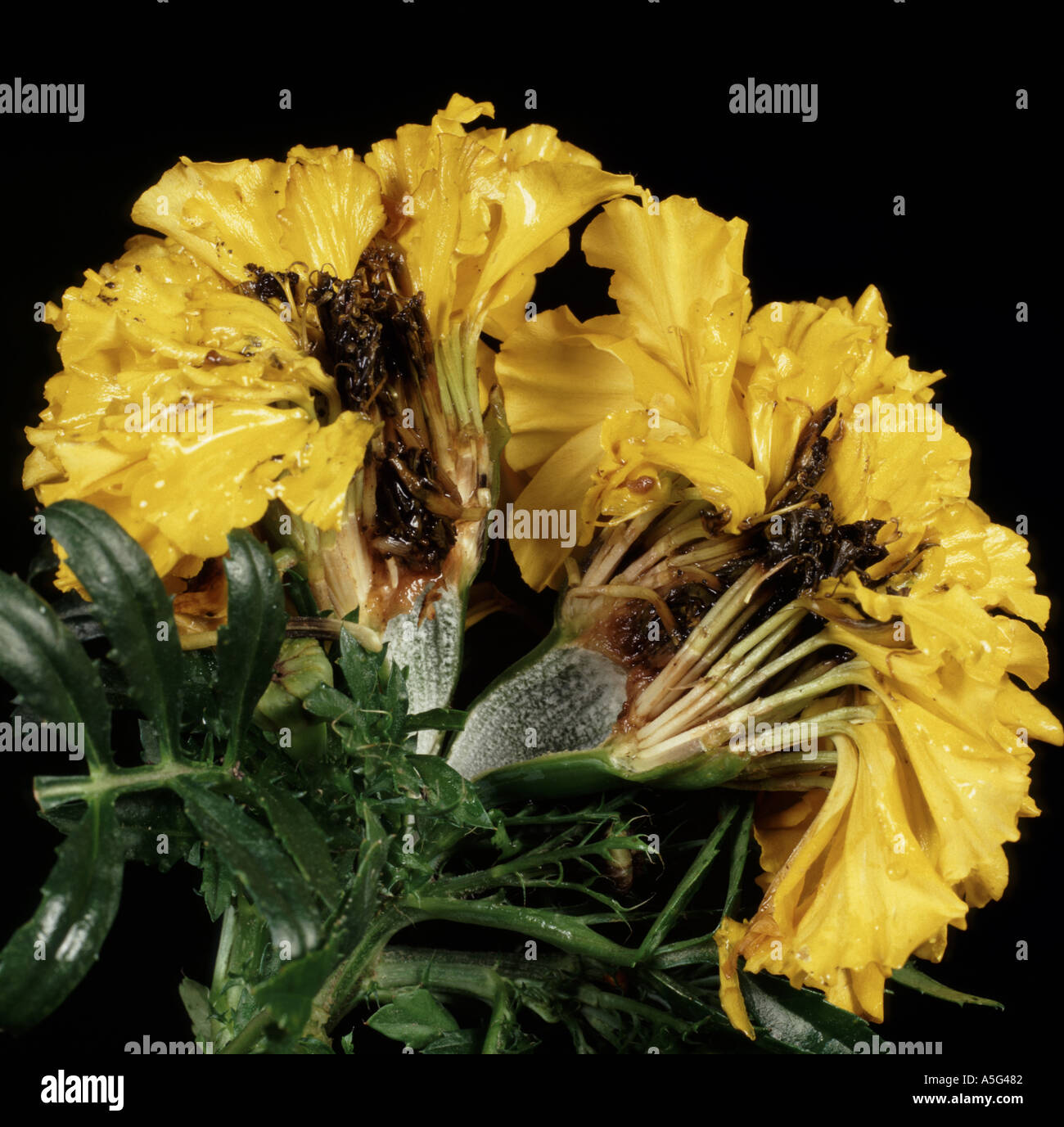 Grey mould Botrytis cinerea on a French marigold Tagetes flower with ...