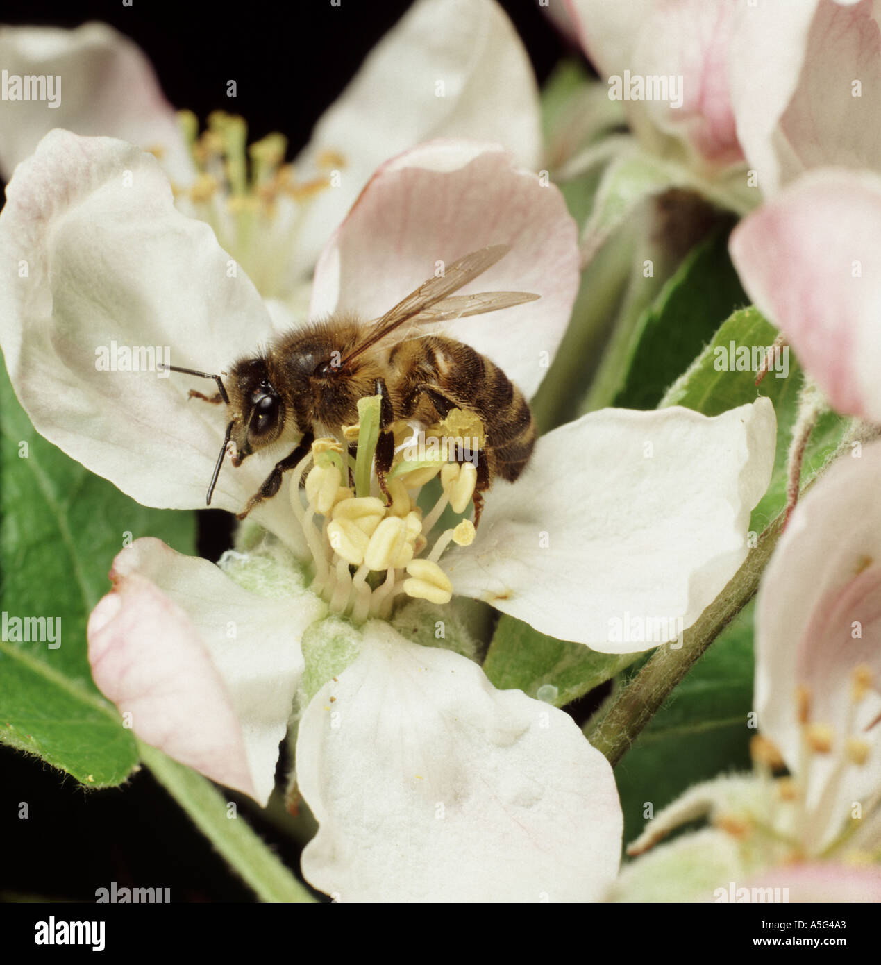 Honey bee Apis mellifera collecting pollen from an apple flower in ...