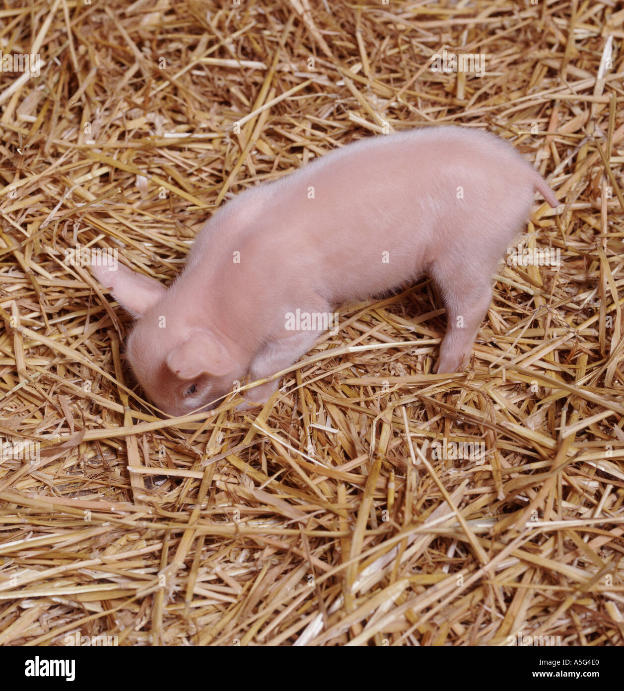 Four day old large white piglet on straw Stock Photo - Alamy