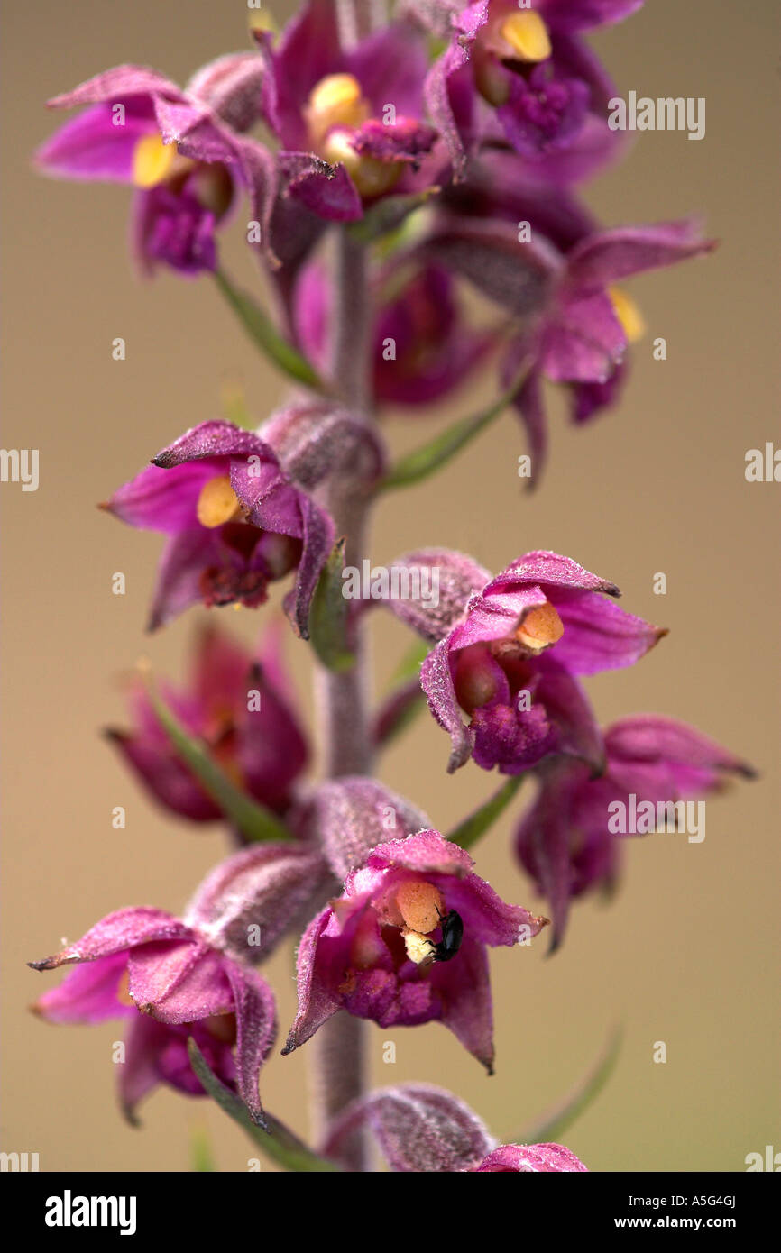 The dark red helleborine hi-res stock photography and images - Alamy