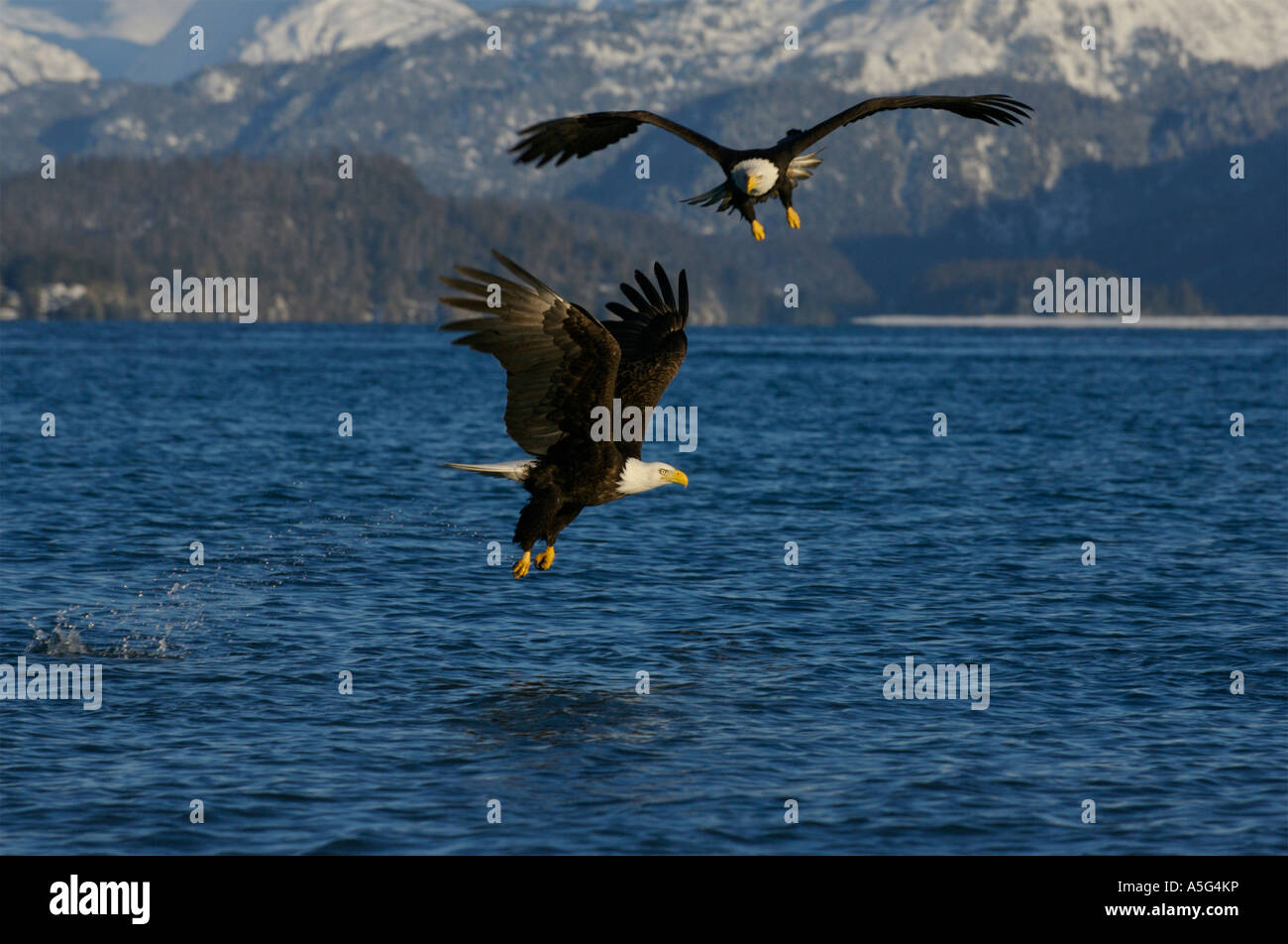 Bald Eagle, Alaska´s Coast Stock Photo - Alamy