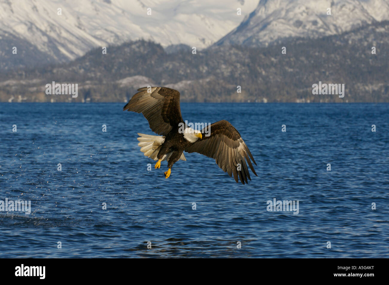 Bald Eagle, Alaska´s Coast Stock Photo - Alamy