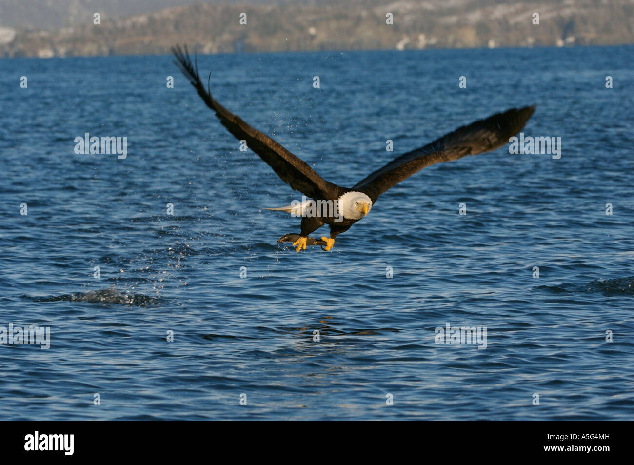 Bald Eagle, Alaska´s Coast Stock Photo - Alamy