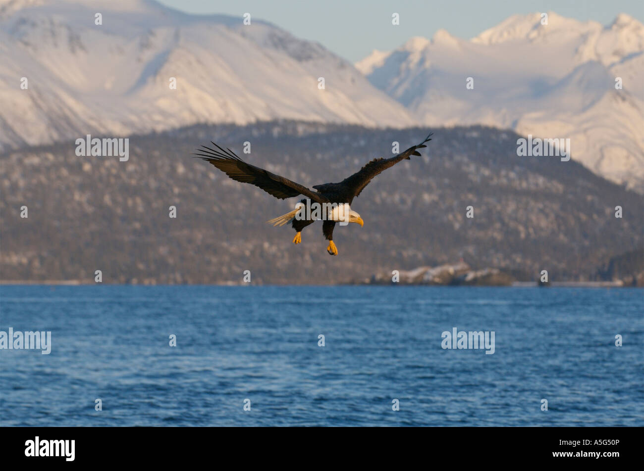 Bald Eagle, Alaska´s Coast Stock Photo - Alamy