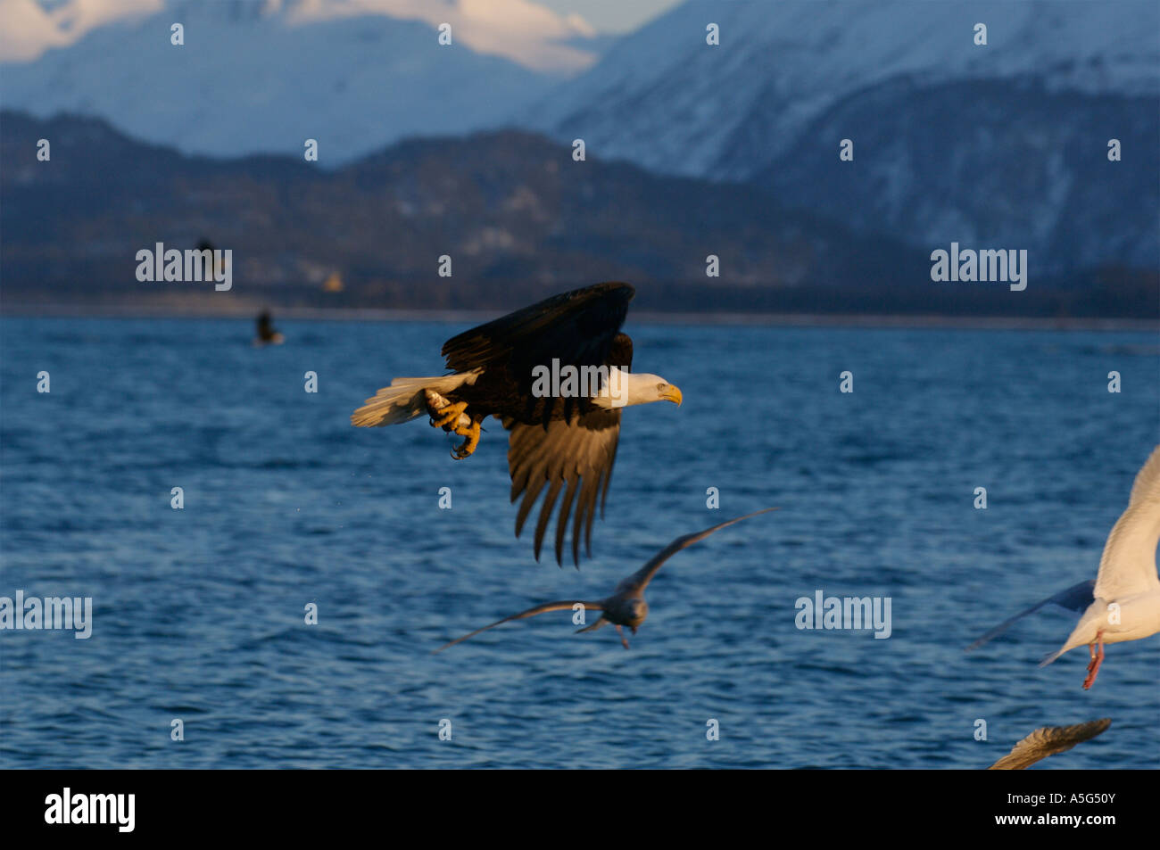 Bald Eagle, Alaska´s Coast Stock Photo - Alamy