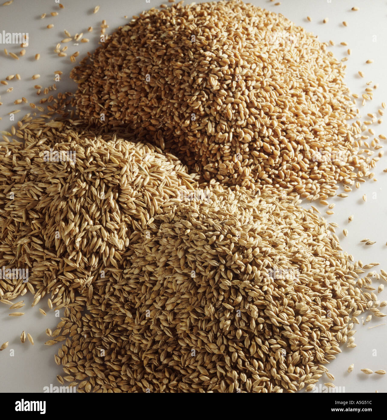Oats barley wheat High Resolution Stock Photography and Images - Alamy