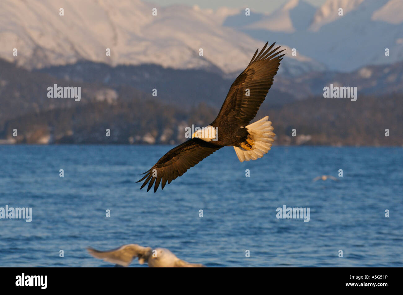 Bald Eagle, Alaska´s Coast Stock Photo - Alamy