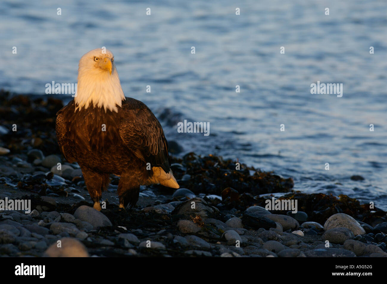 Bald Eagle, Alaska´s Coast Stock Photo - Alamy