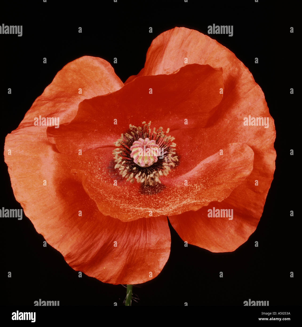 Corn field red poppy hi-res stock photography and images - Alamy