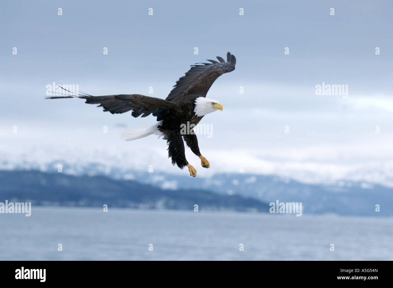 Bald Eagle, Alaska´s Coast Stock Photo - Alamy