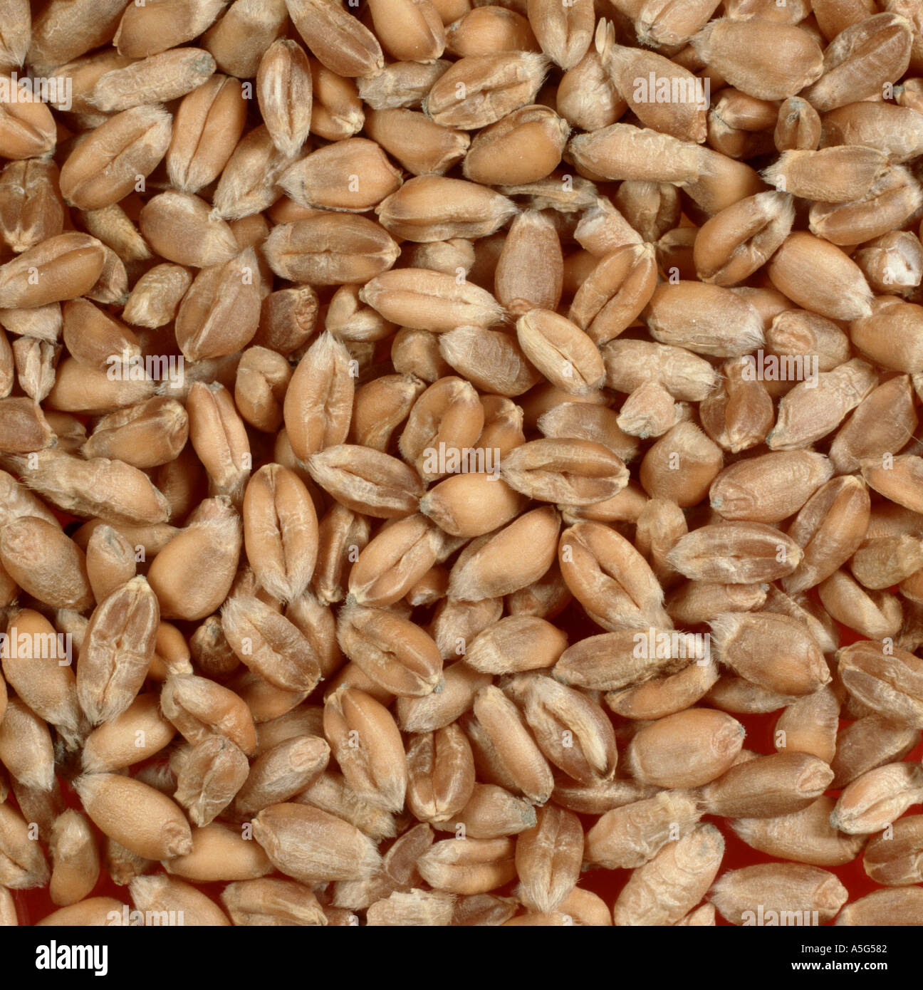 Wheat grain seed sample hi-res stock photography and images - Alamy